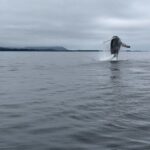 Sitkas Private Wildlife Whale Adventure for 6 w/Transportation - The Sum Up