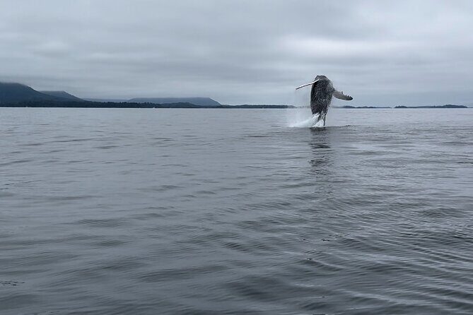 Sitkas Private Wildlife Whale Adventure for 6 w/Transportation - The Sum Up