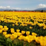Skagit Valley Tulip Festival and Deception Pass - Private Luxury Day Tour - The Sum Up
