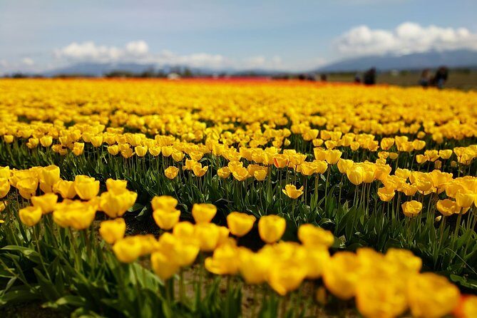 Skagit Valley Tulip Festival and Deception Pass - Private Luxury Day Tour - The Sum Up