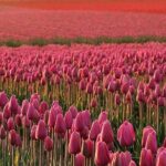 Skagit Valley Tulip Festival Day Tour from Seattle - Introduction: What Makes This Tour Worth Considering