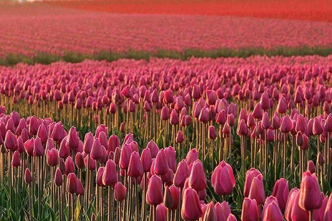 Skagit Valley Tulip Festival Day Tour from Seattle - Introduction: What Makes This Tour Worth Considering