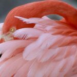 Skip the Line: Flamingo Gardens Admission Ticket in Fort Lauderdale - The Highlights That Make This Visit Special