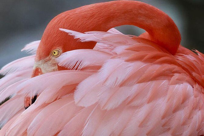 Skip the Line: Flamingo Gardens Admission Ticket in Fort Lauderdale - The Highlights That Make This Visit Special