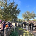 Skip The Line Houston Zoo Admission Ticket - The Realities of Booking and Visiting