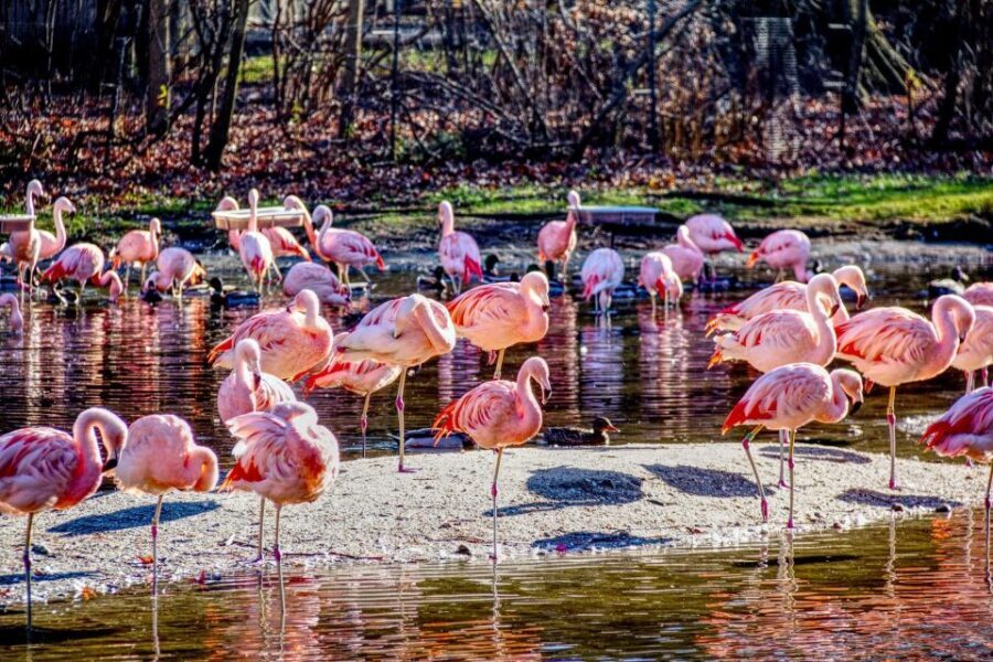 Skip-the-line Tickets to Bronx Zoo with Private Transfers - The Itinerary and What to Expect