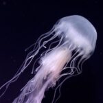 Skip the Ticketing Line: Aquarium of the Pacific General Admission Ticket - What makes this aquarium special?