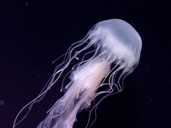 Skip the Ticketing Line: Aquarium of the Pacific General Admission Ticket - What makes this aquarium special?