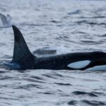 Skjervøy: Orca and Whale-Watching comfort heated Boat Trip - What Makes This Whale-Watching Tour Special?