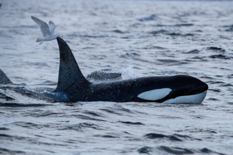 Skjervøy: Orca and Whale-Watching comfort heated Boat Trip - What Makes This Whale-Watching Tour Special?