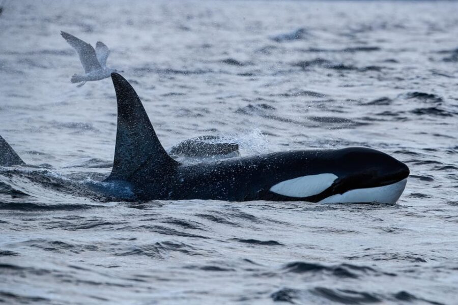 Skjervøy: Orca and Whale-Watching comfort heated Boat Trip - What Makes This Whale-Watching Tour Special?
