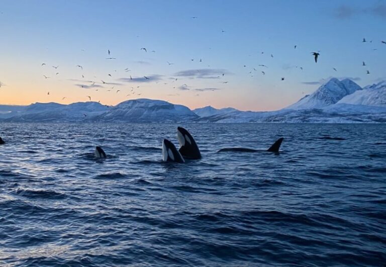 Skjervøy: Whale and Orca Watching Tour by RIB Boat - Final Thoughts: Is This Tour Worth It?