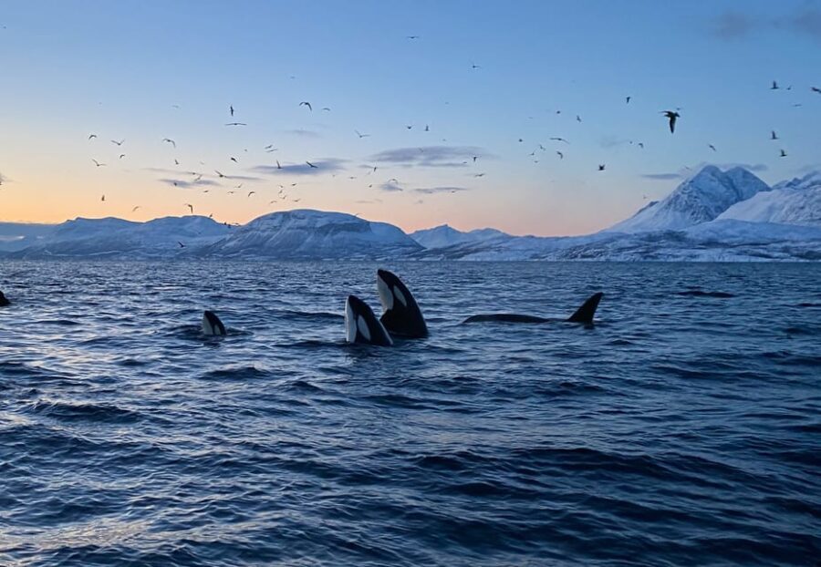 Skjervøy: Whale and Orca Watching Tour by RIB Boat - Final Thoughts: Is This Tour Worth It?