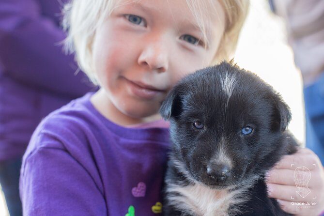 Sled Dog Adventure and Pan for Gold in the Yukon - Authenticity and Reviewer Insights