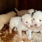 Sled Dog Adventure in Skagway - Transportation and Group Size