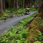 Sled Dog Discovery in Juneau - In the end, this tour rewards your curiosity with heartfelt moments and a deeper understanding of Alaska’s canine culture. For travelers wanting a fun, educational, and picturesque adventure, it’s hard to go wrong.