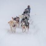 Sled Dog Sampler Ride in Fairbanks - Practical Details: From Booking to Comfort
