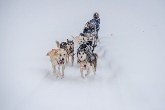 Sled Dog Sampler Ride in Fairbanks - Practical Details: From Booking to Comfort