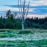 Small Group 18-hole Golf Experience in Fairbanks - Who Should Consider This Tour?