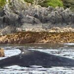 Small Group Boat Tour of Sitka - What Travelers Say About the Tour