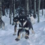 Small-Group Dog Sledding Experience in Sterling - Who is This Tour For?