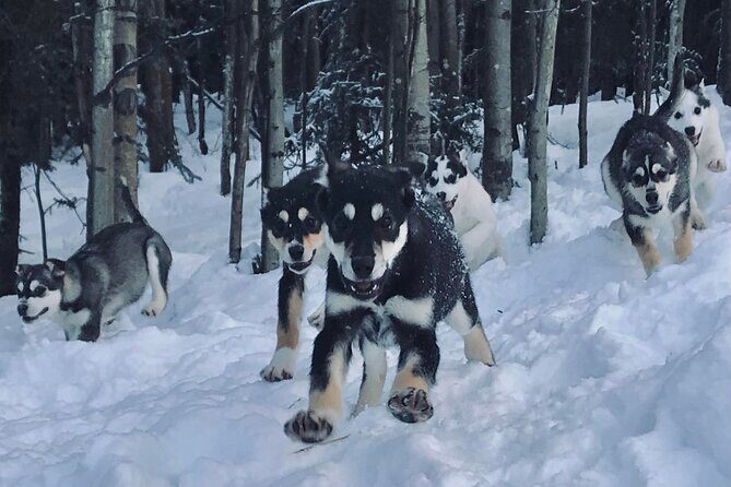 Small-Group Dog Sledding Experience in Sterling - Who is This Tour For?