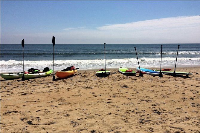 Small Group Dolphin Kayak Eco-Tour - Insights from the Reviews