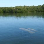 Small Group Florida Keys Eco Tour by Boat - What the Reviews Say