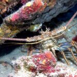 Small Group Guided Shore Dives in St. Andrews State Park, Florida - A Step-by-Step Look at the Experience