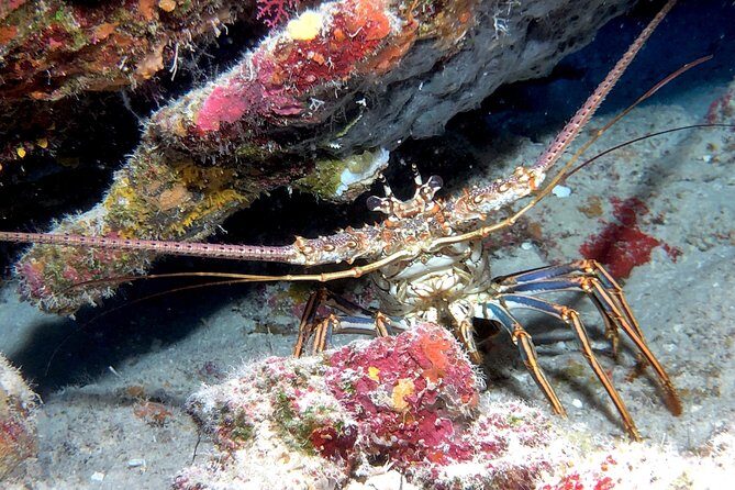 Small Group Guided Shore Dives in St. Andrews State Park, Florida - A Step-by-Step Look at the Experience