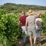 Small-Group Half-Day Châteaux of Montpellier Wine Tour - The Itinerary in Detail