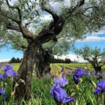 Small-Group Half-Day Languedoc Wine and Olive Tour from Montpellier - Why This Tour Is Worth Considering