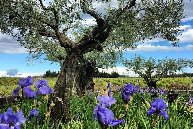 Small-Group Half-Day Languedoc Wine and Olive Tour from Montpellier - Why This Tour Is Worth Considering