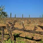Small Group - Half-Day Wine Tour - Who Should Consider This Tour?