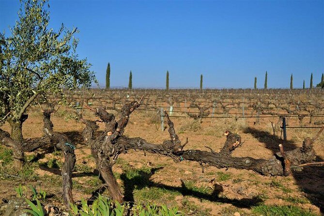 Small Group - Half-Day Wine Tour - Who Should Consider This Tour?