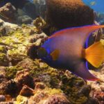 Small Group Key West Snorkel Adventure - FAQ