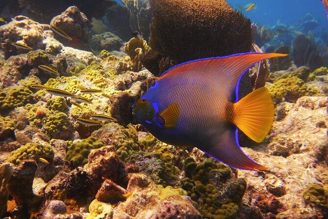Small Group Key West Snorkel Adventure - FAQ
