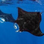 Small Group, Kona Manta Ray Snorkel Adventure! - Small Group, Kona Manta Ray Snorkel Adventure! — A Detailed Review
