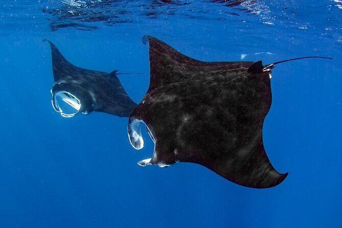 Small Group, Kona Manta Ray Snorkel Adventure! - Small Group, Kona Manta Ray Snorkel Adventure! — A Detailed Review