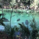 Small Group Manatee Discovery Kayak Tour near Orlando - An In-Depth Look at the Experience