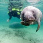 Small group Manatee Tour with In-Water Divemaster/Photographer - The Value of This Tour