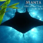 Small-Group Manta Ray Night Snorkel from Kona - What Sets This Tour Apart?