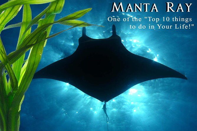 Small-Group Manta Ray Night Snorkel from Kona - What Sets This Tour Apart?