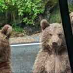 Small group - max 7 pax -Wild Bears Safari on Transfgran - Who Is This Tour Best For?