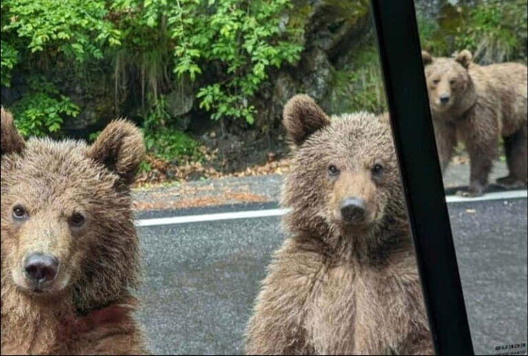 Small group - max 7 pax -Wild Bears Safari on Transfgran - Who Is This Tour Best For?
