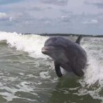 Small Group Motorboat Eco Tour of the Everglades - FAQ
