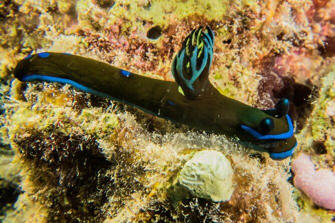 Small Group Shallow Reef Dive in Oahu - Detailed Itinerary and Experience Breakdown