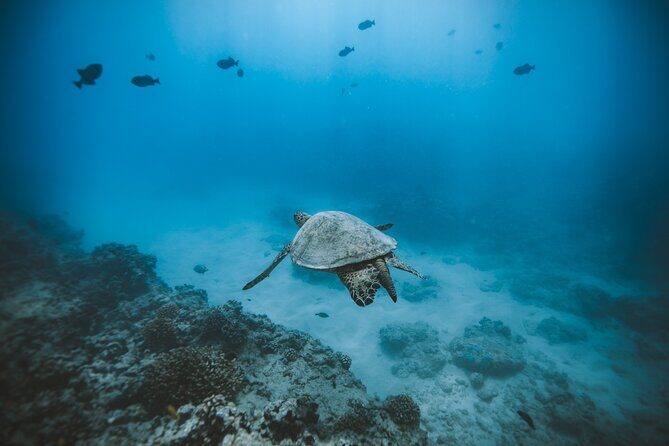 Small Group Turtle Canyon Snorkel in Waikiki - The Perfect Snorkel Adventure in Waikiki