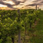 Small-Group Vineyard and Orchard Tour with Wine Tasting in Muscoda - Pricing and Value