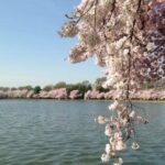 Small Group Washington D.C. Cherry Blossom 1-Day Experience Tour - The Itinerary: What to Expect and Why It Matters
